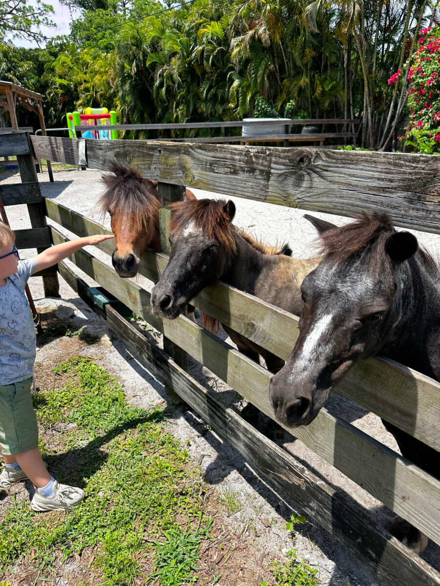 Guide to Animal Farms and Petting Zoos in Port St. Lucie | Treasure ...
