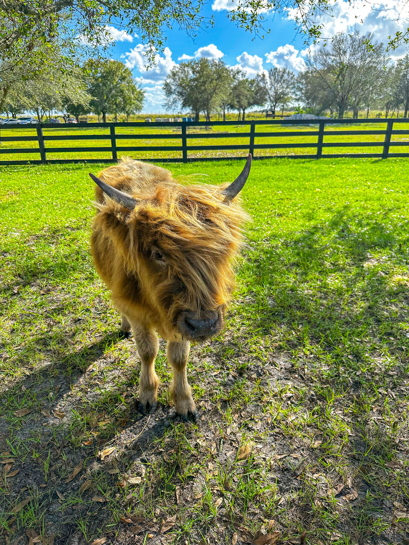 Guide To Animal Farms And Petting Zoos In Port St. Lucie
